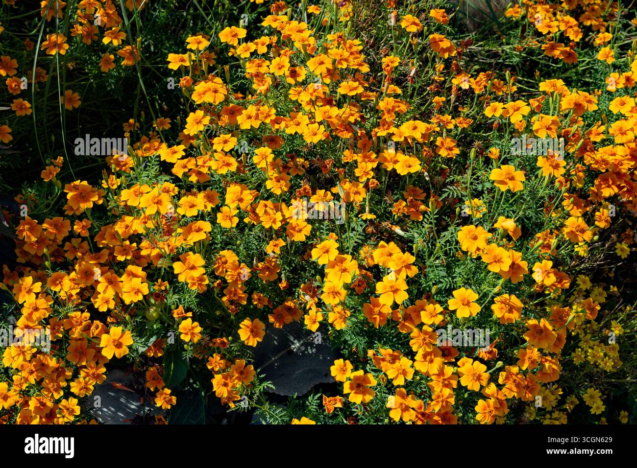 Schmalblatt studentenblume hi-res stock photography and images - Alamy