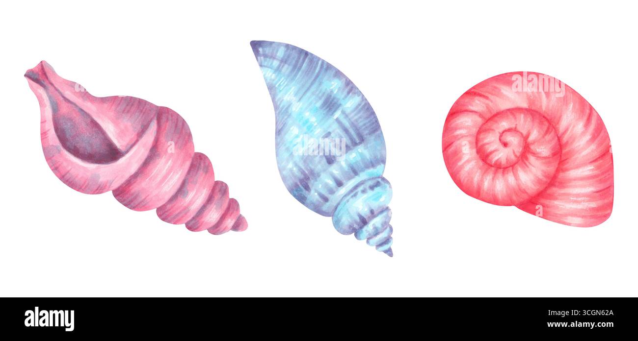 Clip art of different types of seashells. Watercolor illustrations of ...