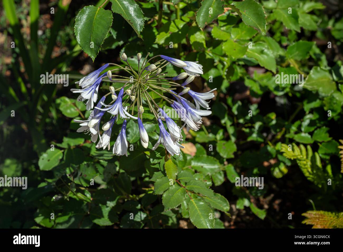 African lily (Agapanthus) purple flowers also called Lily of the Nile ...