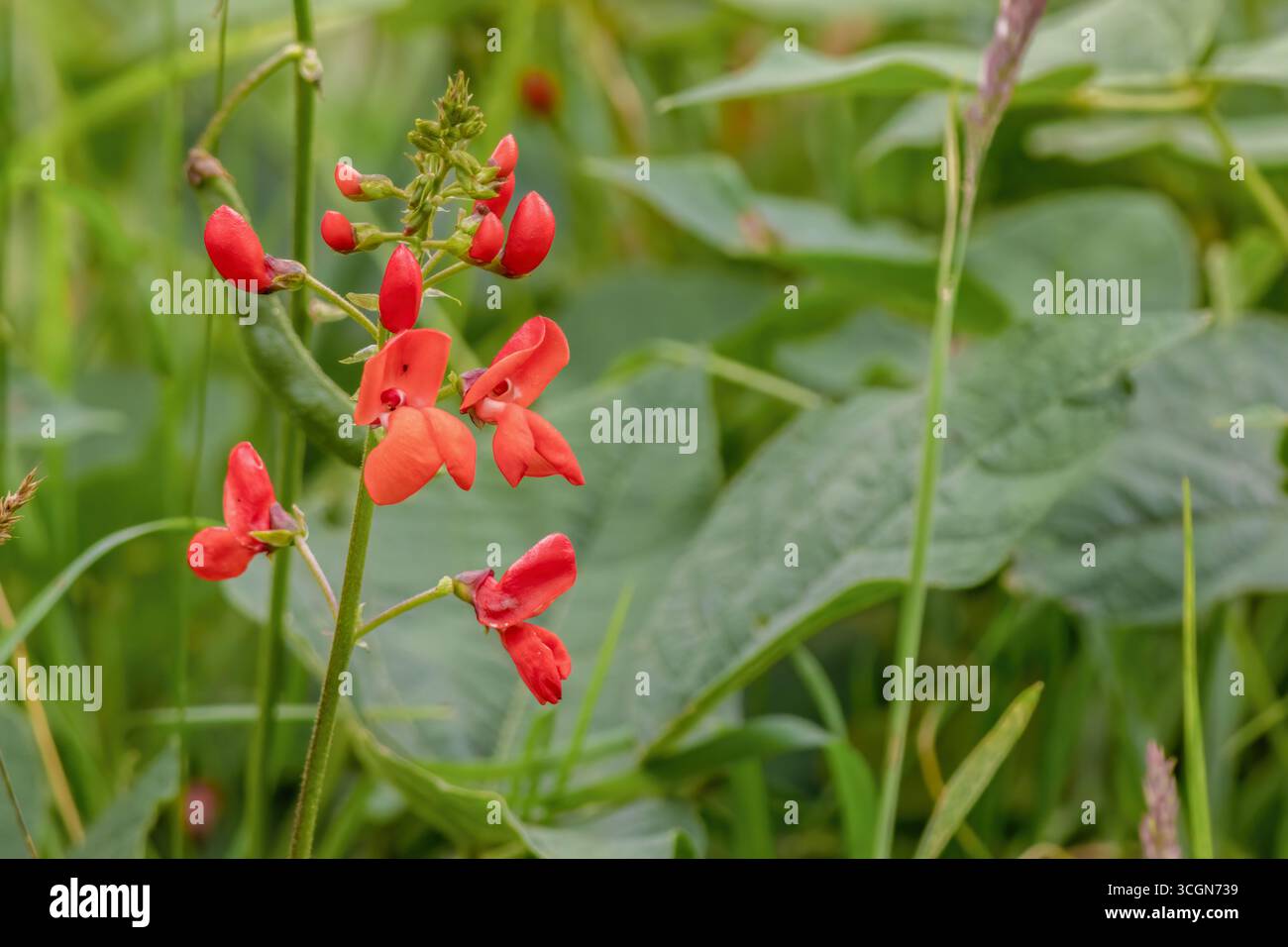 The red flowers of a runner bean growing at ground level in a farm in ...