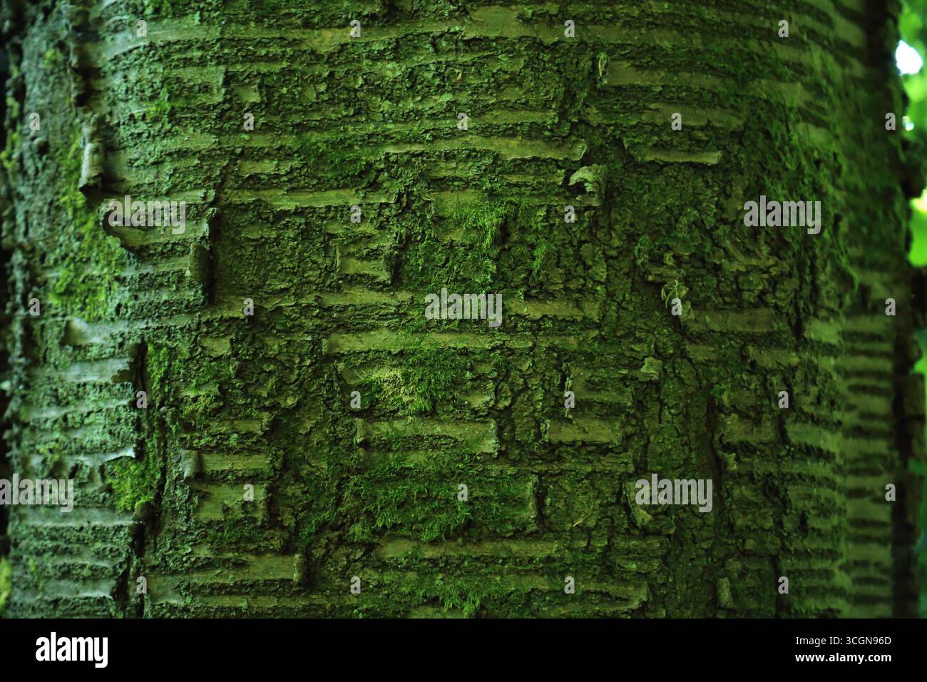 Study in texture hi-res stock photography and images - Alamy
