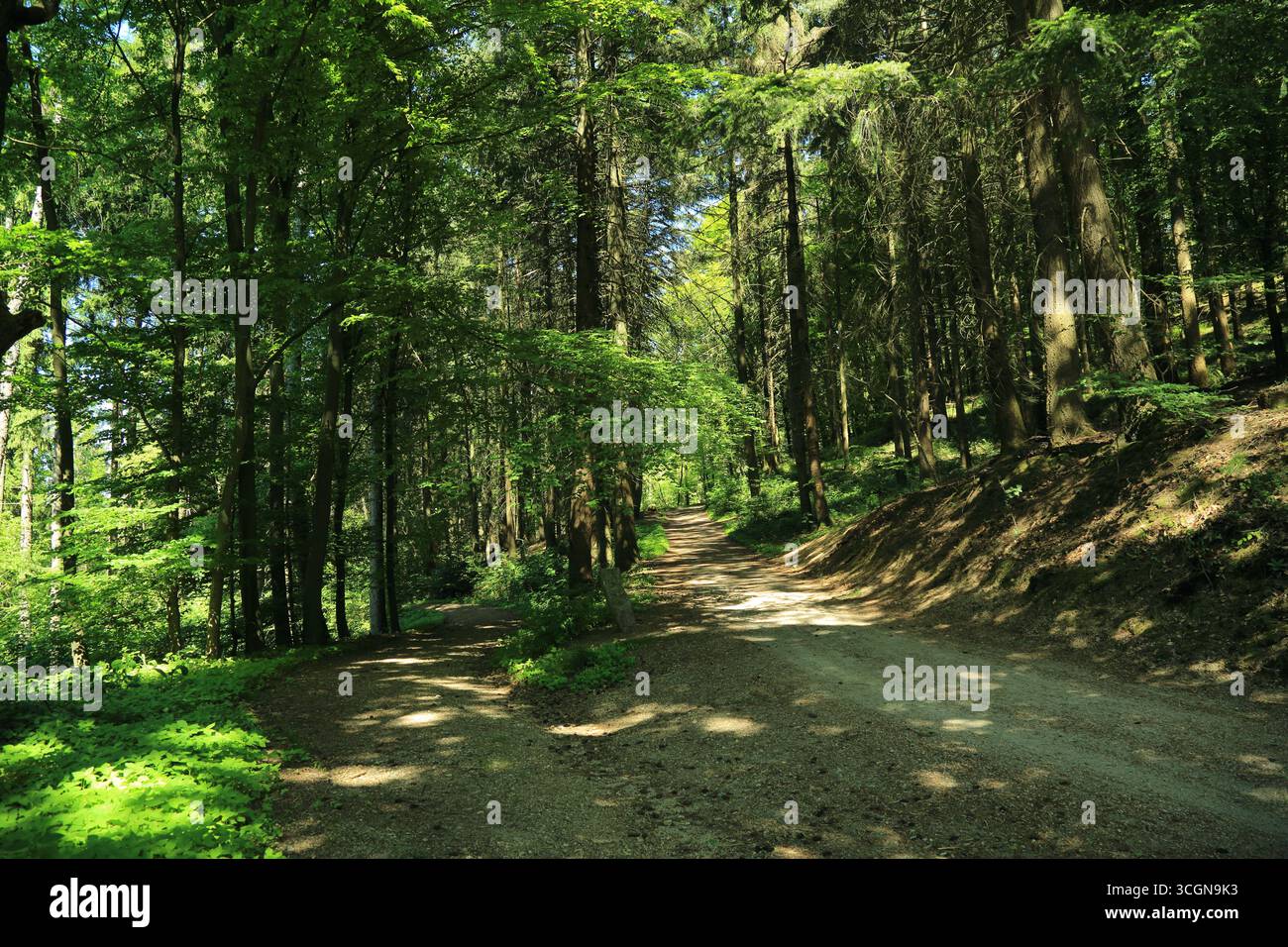Shaded forest road hi-res stock photography and images - Alamy