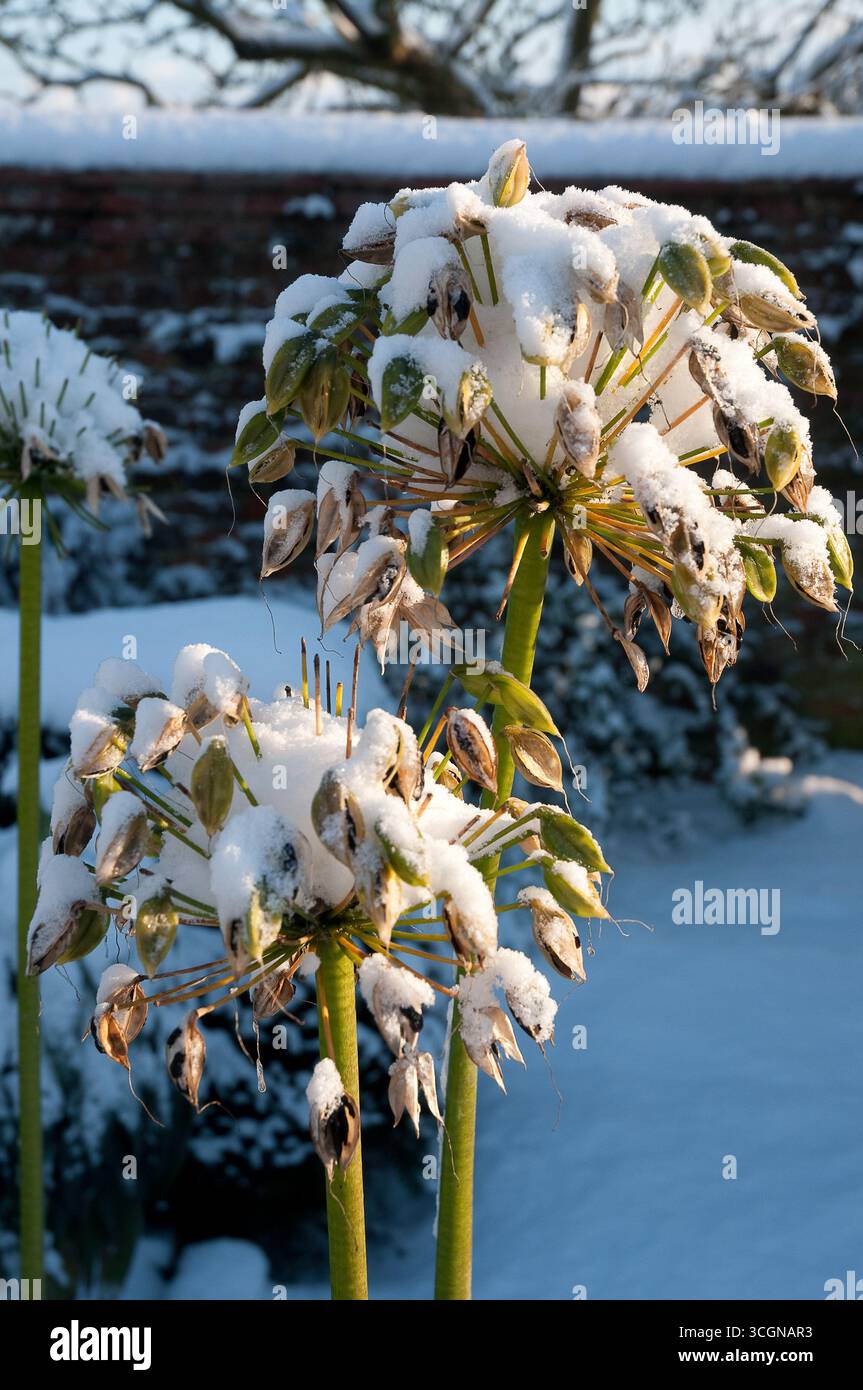 Unique plant clusters dusted with snow create an eye-catching focal ...