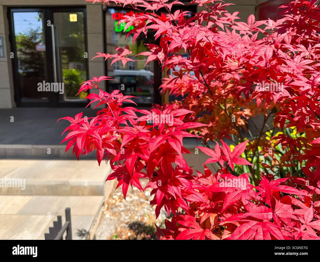 Acer palmatum. Red leaves Lace leaf Japanese Maple tree Stock Photo - Alamy