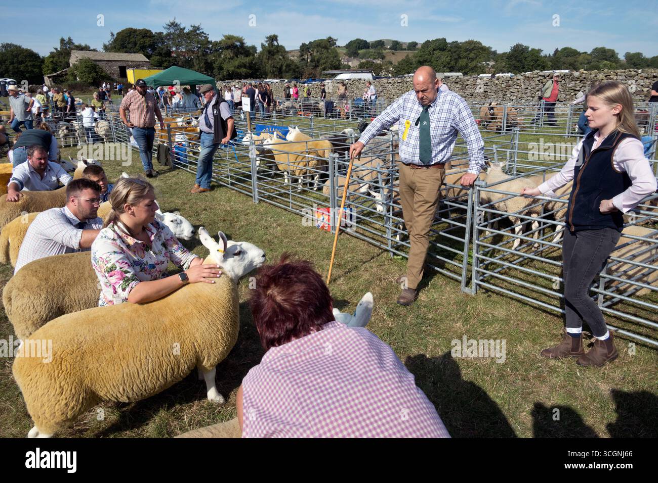 Judging a line up of Cheviot sheep, Reeth Show, North Yorkshire Stock ...