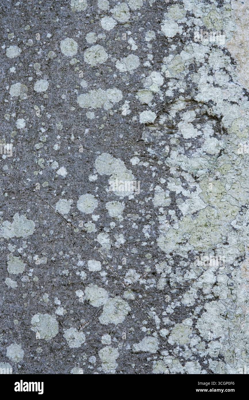 Lichen texture on tree hi-res stock photography and images - Alamy