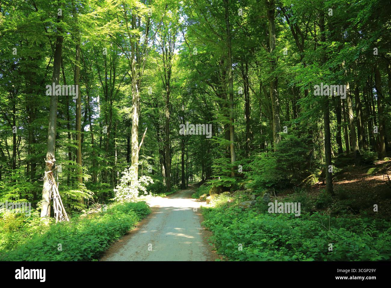 Deep dense mixed forest hi-res stock photography and images - Alamy