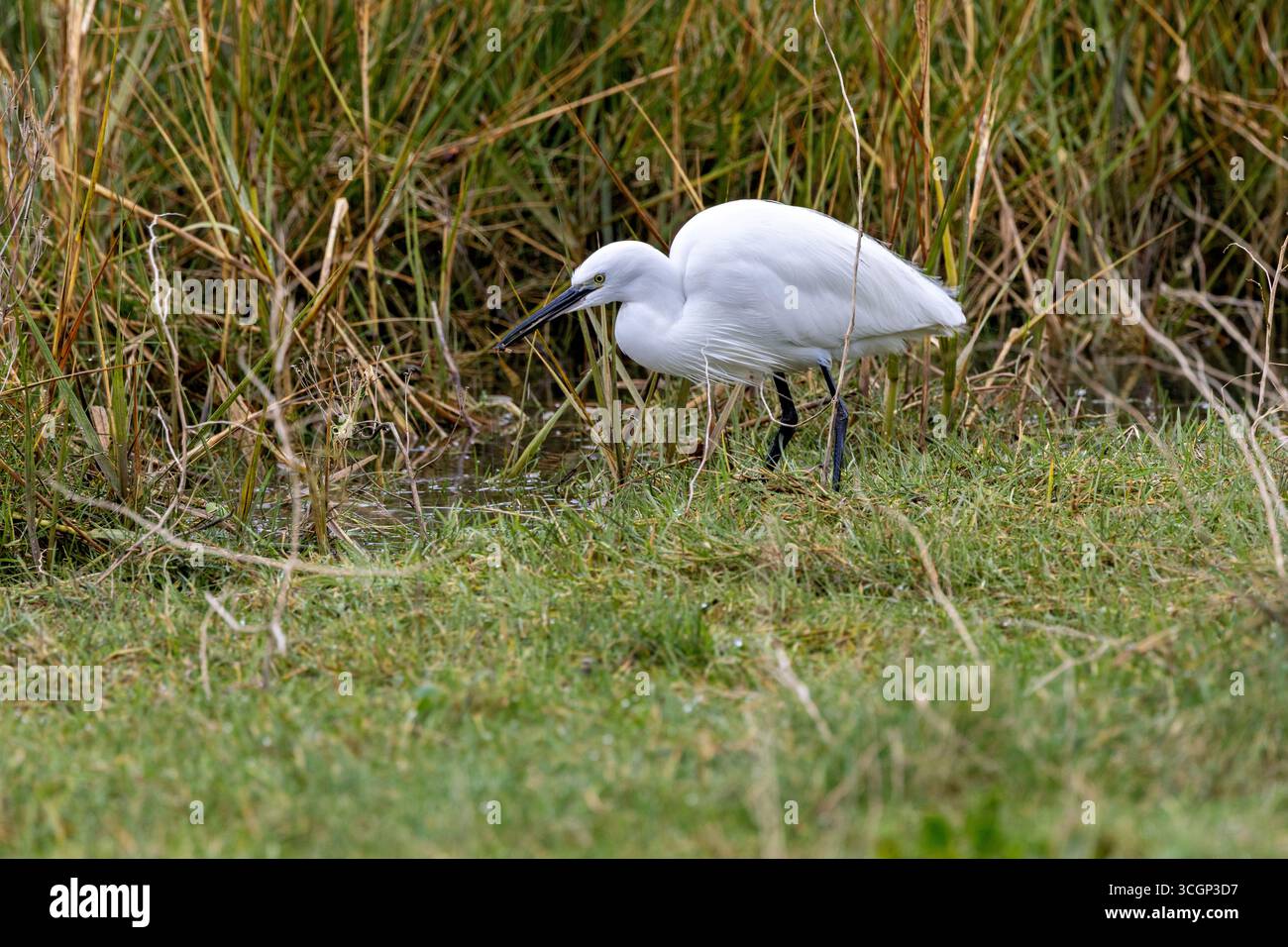 A small white heron with a slender black bill and delicate plumes. Eats ...