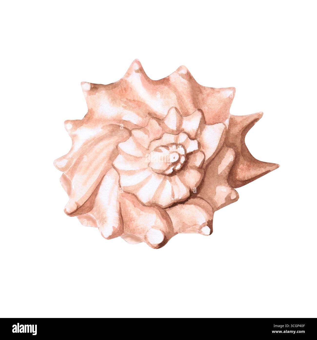 Seashell. Isolated watercolor illustration of a shell for decorating ...