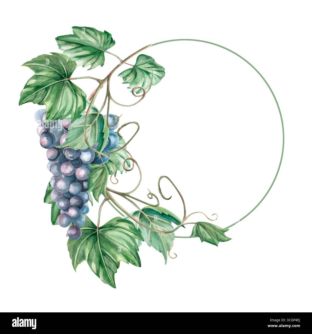 Wreath with vine and bunch of grapes. Isolated watercolor illustration ...