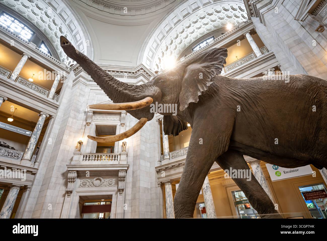 Smithsonian national museum of natural history rotunda hi-res stock ...
