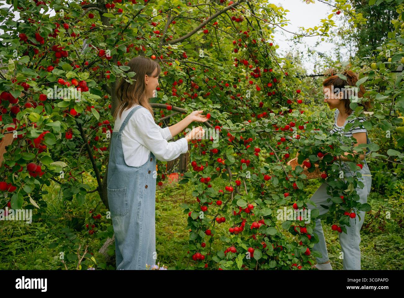 Two smiling female farmers are harvesting ripe red apples from a ...