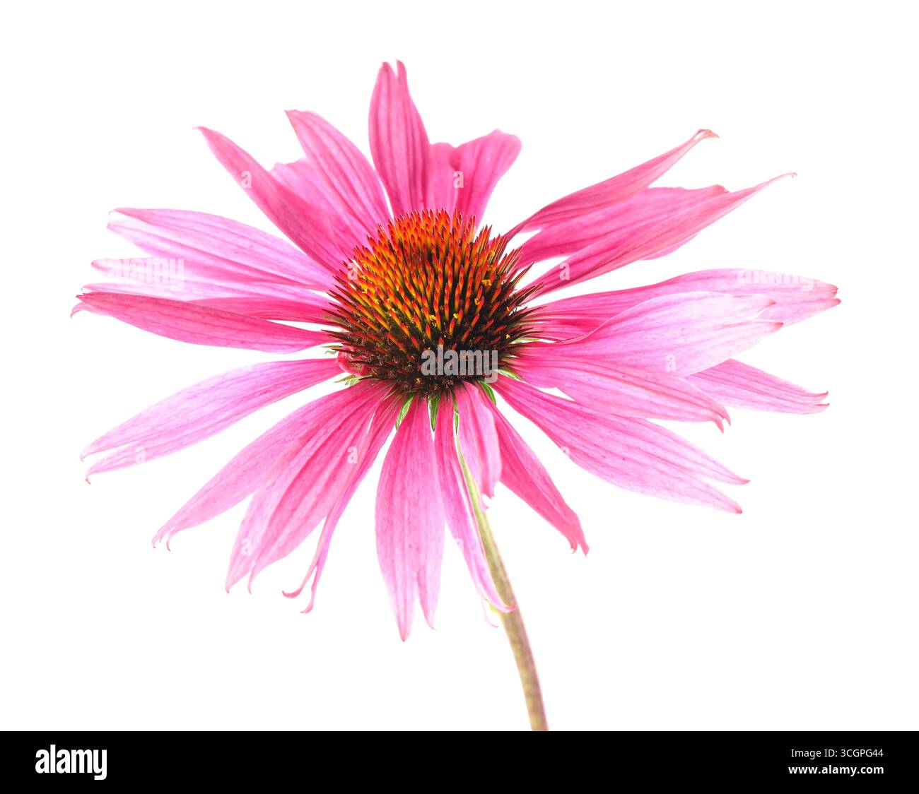 Echinacea purpurea beautiful purple Cut Out Stock Images & Pictures - Alamy
