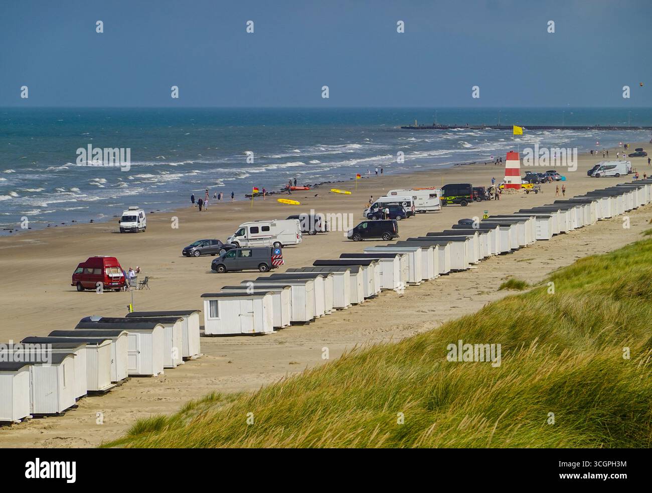 08 August 2025, Denmark, Lökken: In summer, around five hundred white ...