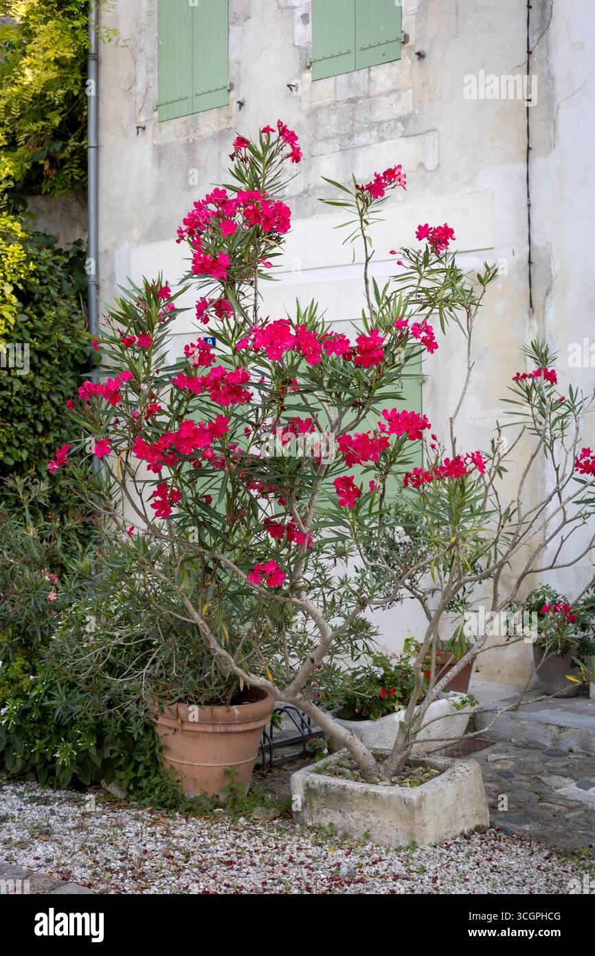 Saint Martin De Re, Il De Re, Oleanders growing in tubs outside of ...