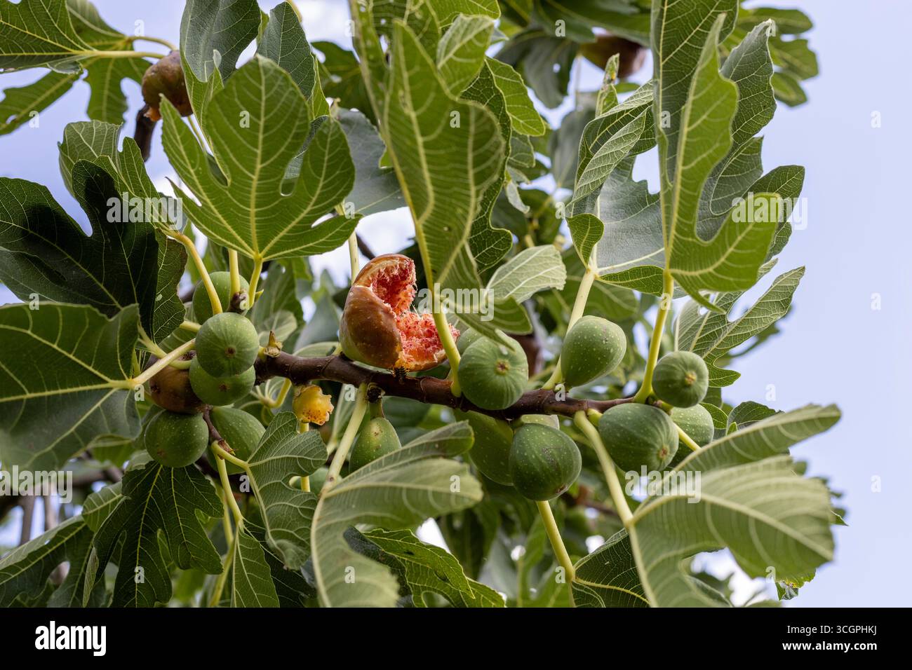 Figs ripening tree hi-res stock photography and images - Alamy