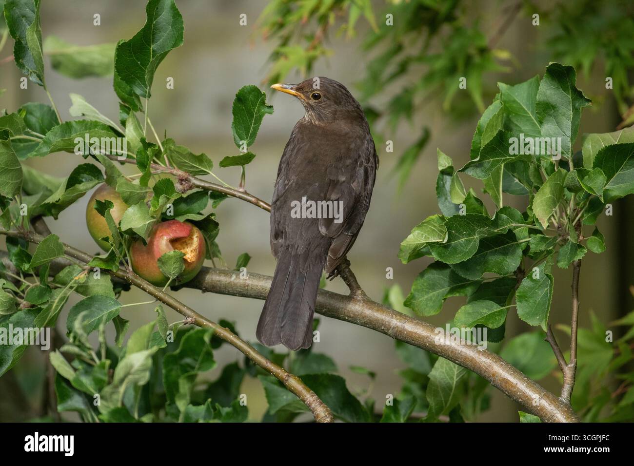A female blackbird UK (Turdus merula) in a discovery apple tree. The ...