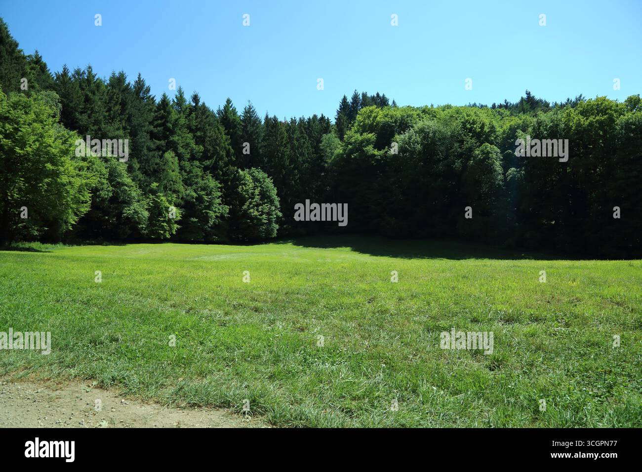 Clearing dense deciduous forest hi-res stock photography and images - Alamy