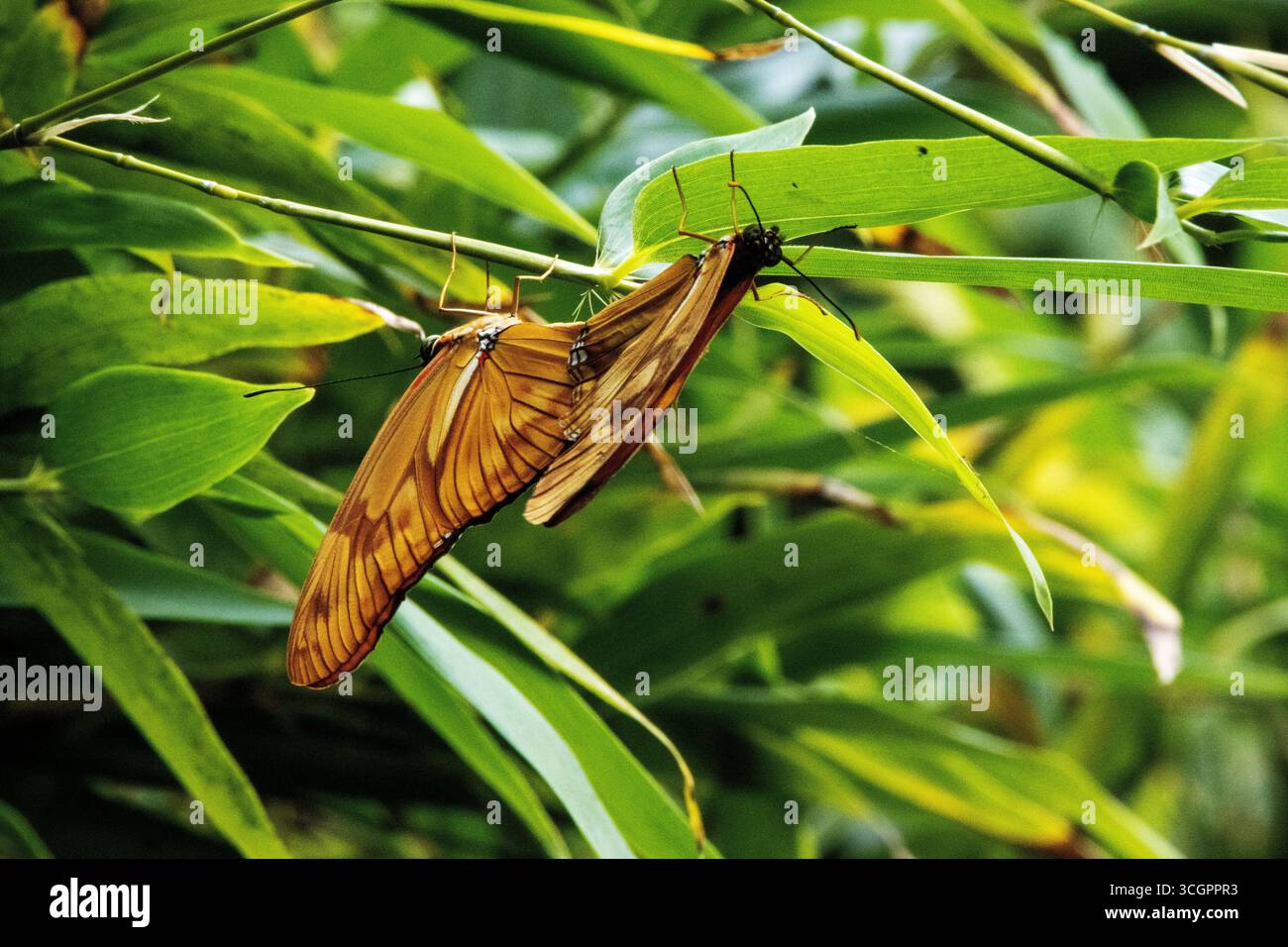 a male and female pair of Julia butterfly or Julia heliconian (Dryas ...