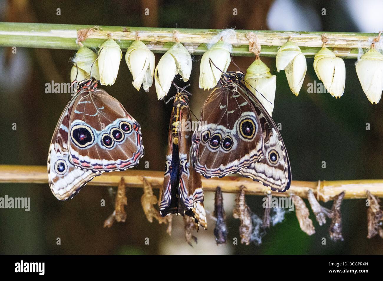 Hatching backgrounds hi-res stock photography and images - Alamy
