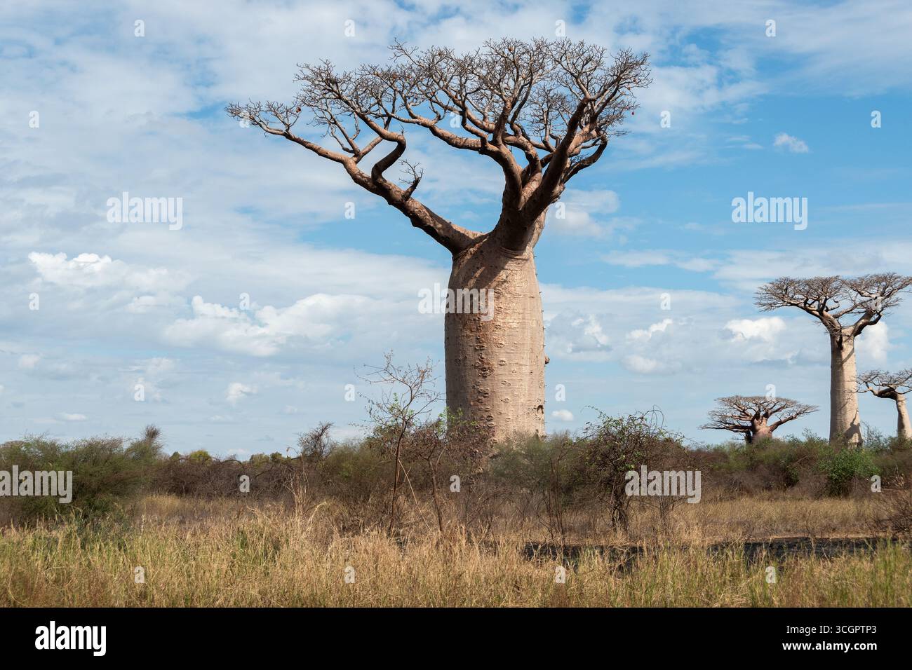 Arboles de madagascar hi-res stock photography and images - Alamy