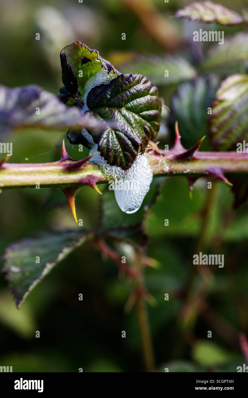 Cuckoo spit made by nymphs of a sap-sucking true bugs froghoppers or ...