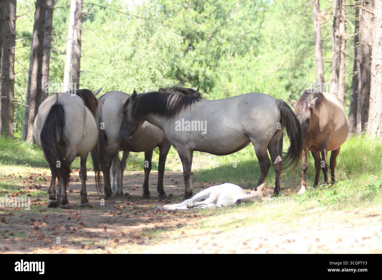 The Konik (Polish: konik polski or konik biłgorajski) or the Polish ...