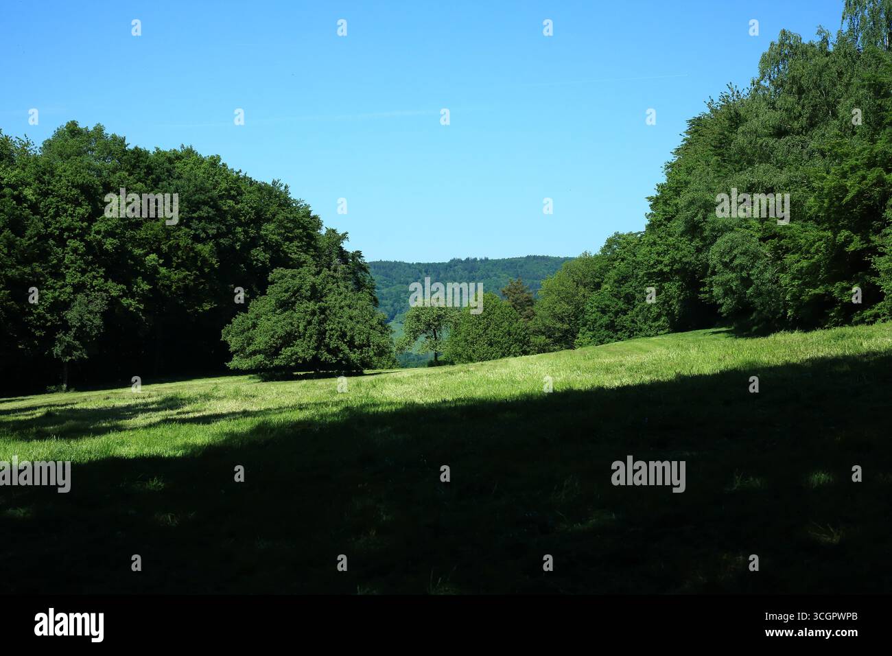 Open forest meadow distant hi-res stock photography and images - Alamy