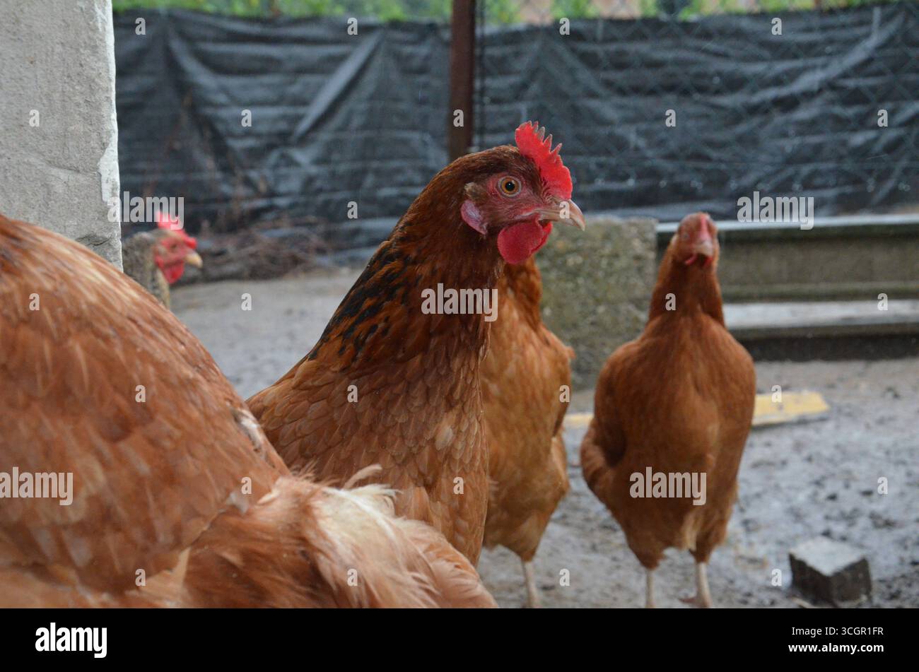 Hen chicks on nest hi-res stock photography and images - Alamy