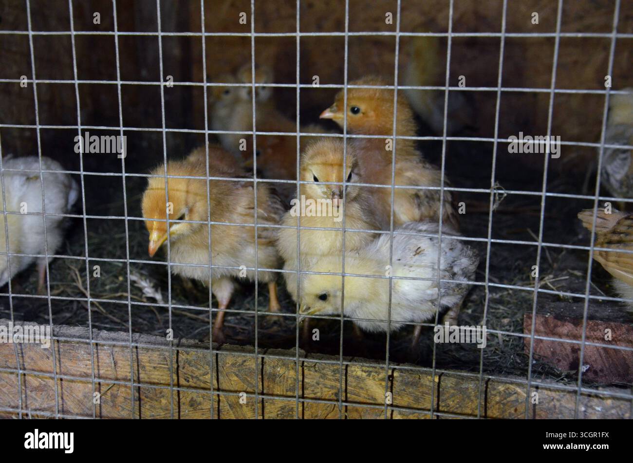 Hens and Chicks on Free-Range and in Pen Stock Photo - Alamy