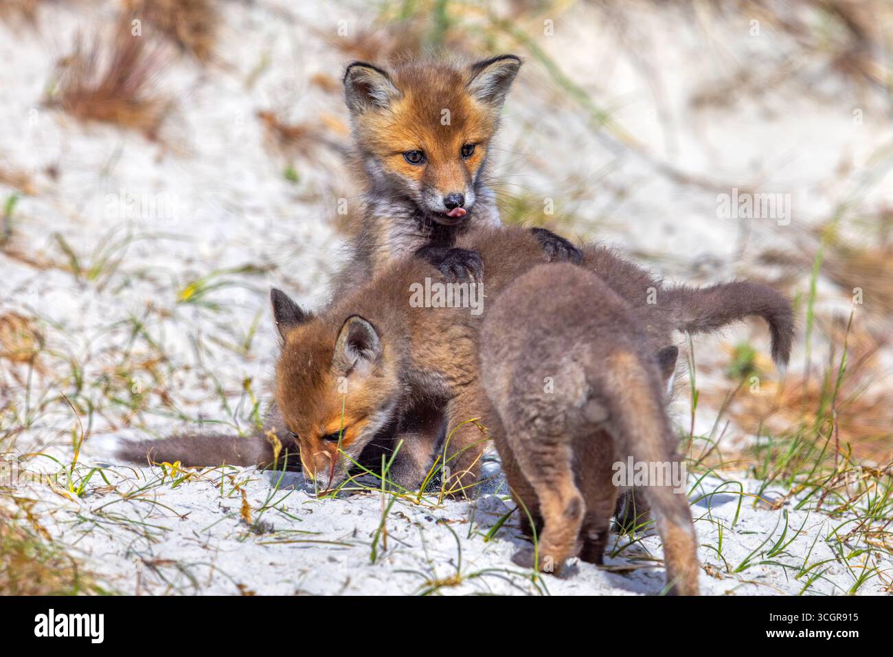 Young red foxes (Vulpes vulpes) three playful kits / juveniles playing ...
