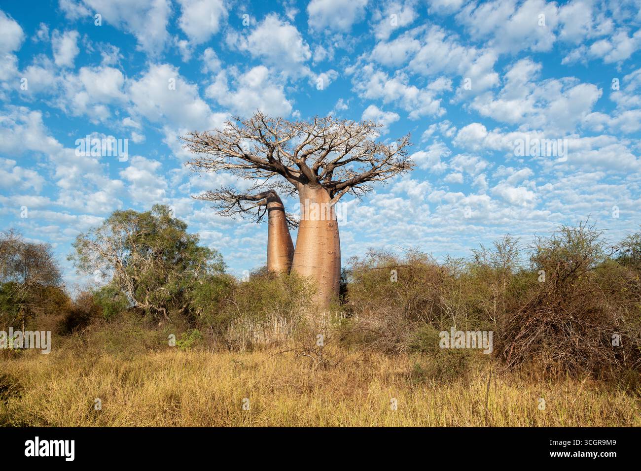 Baobab de Madagascar Stock Photo - Alamy