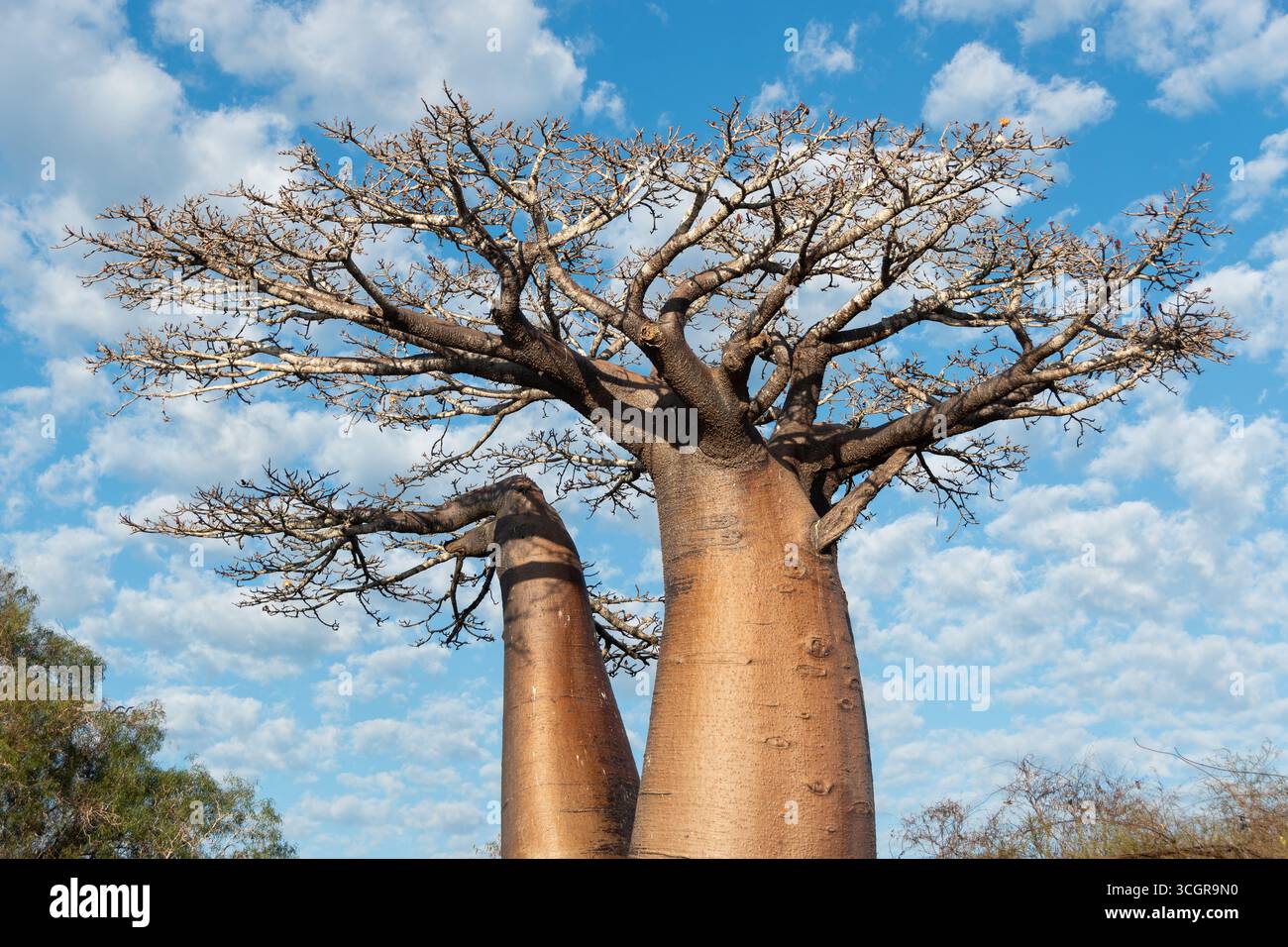 Sacred baobab madagascar hi-res stock photography and images - Alamy