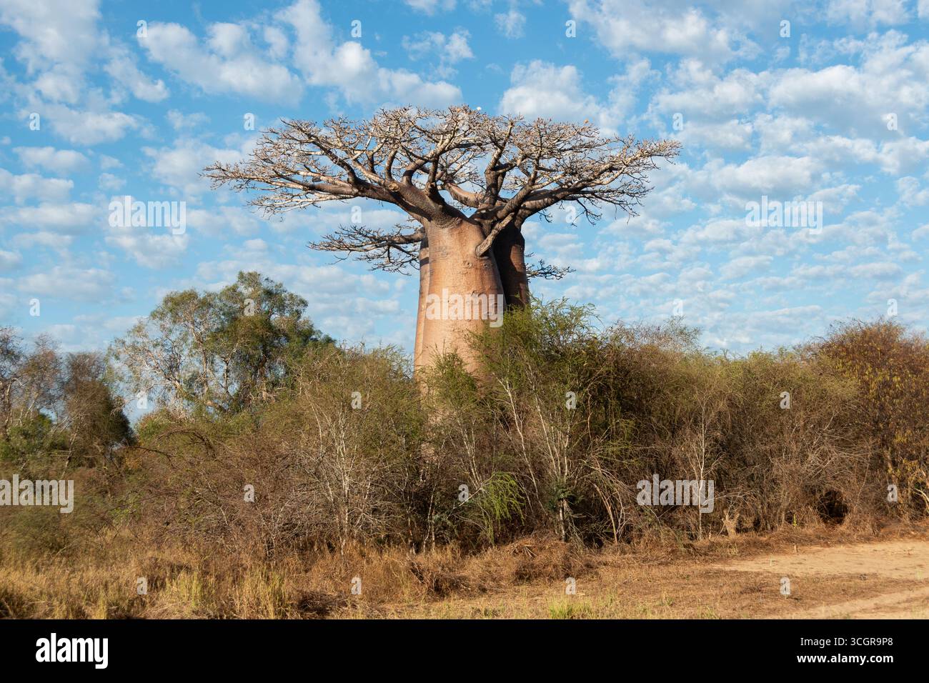 Baobab de Madagascar Stock Photo - Alamy