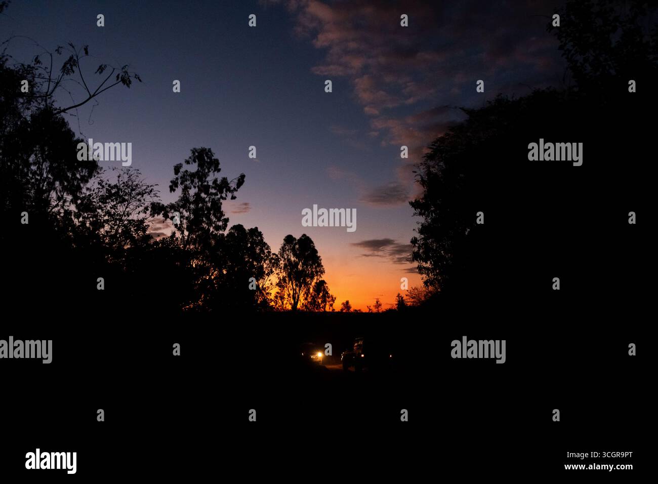 Arboles de madagascar hi-res stock photography and images - Alamy