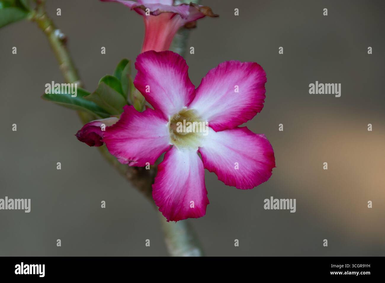 Fondo de flora rosa hi-res stock photography and images - Alamy