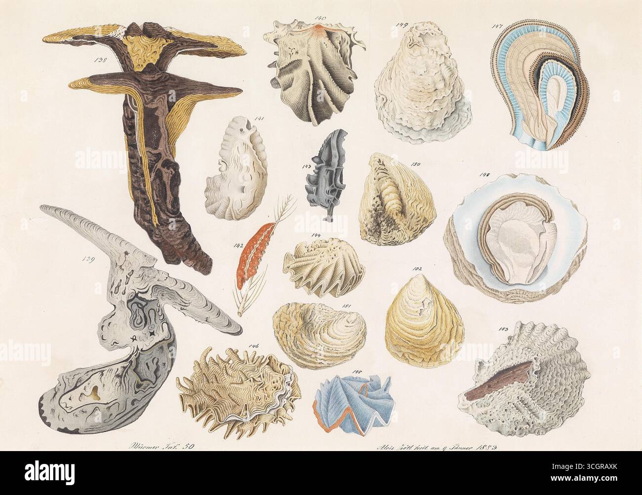Detailed taxonomy chart hi-res stock photography and images - Alamy