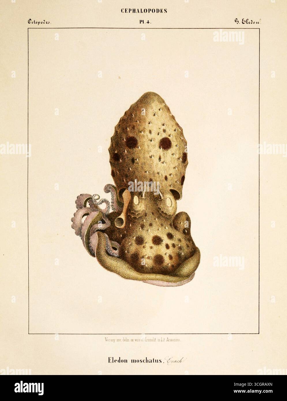 Rare cephalopod book hi-res stock photography and images - Alamy