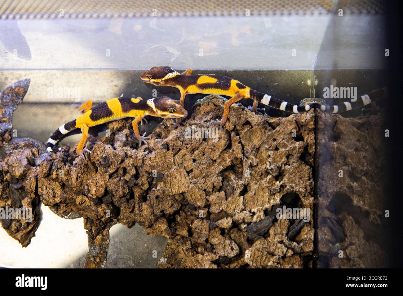Yellow lizards hi-res stock photography and images - Alamy