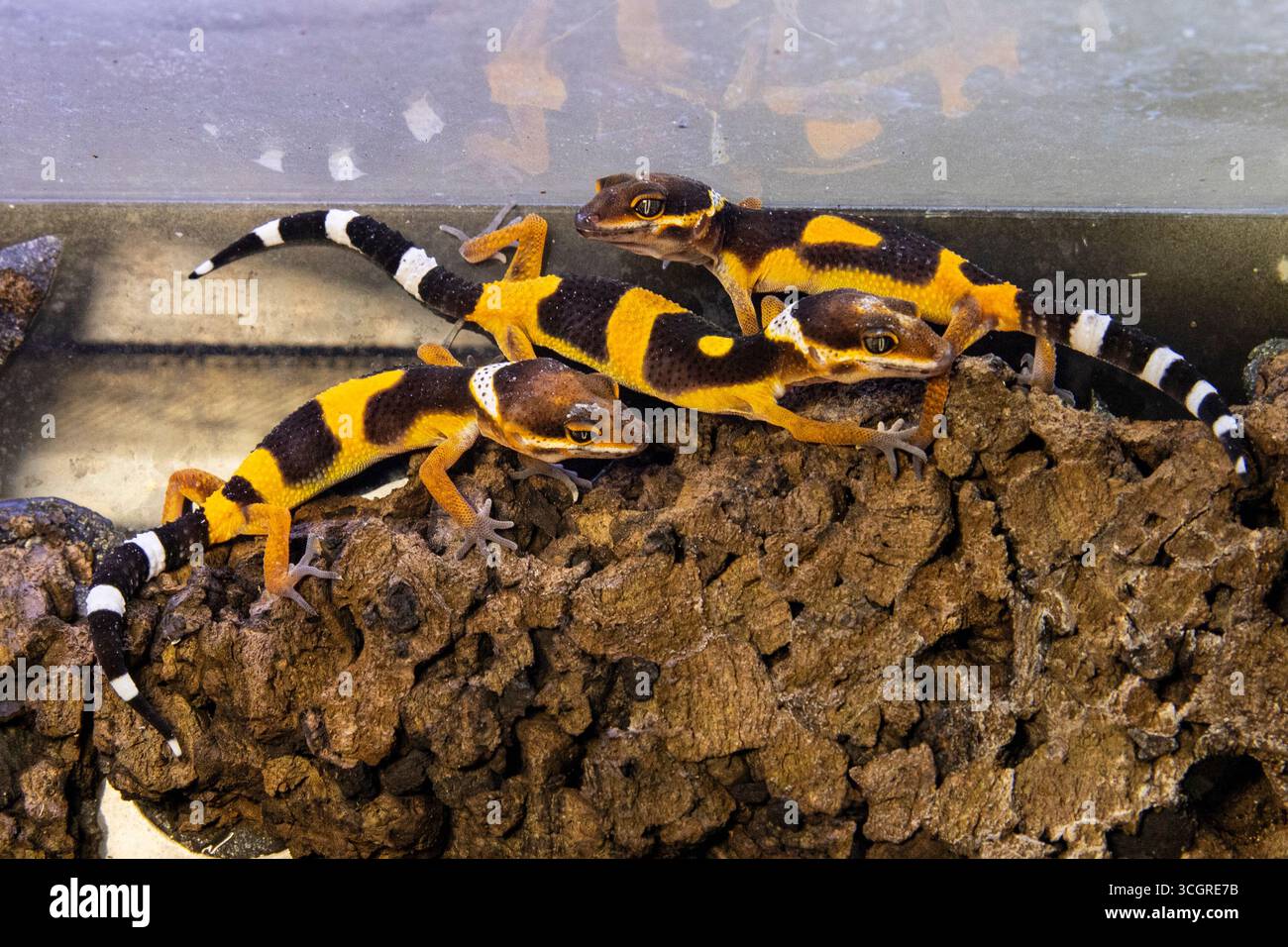 Gecko lizard sitting on rock hi-res stock photography and images - Alamy