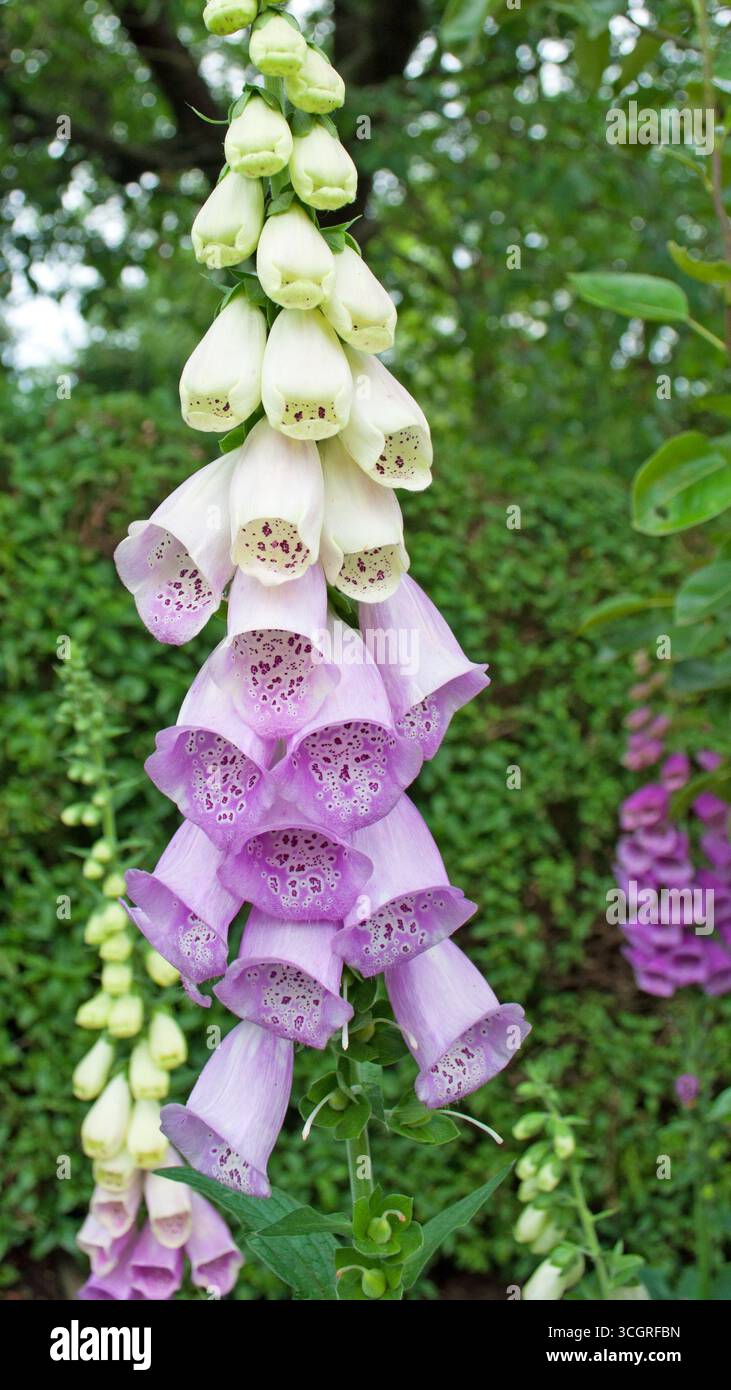 Flowering red foxglove, Digitalis purpurea, in the forest Stock Photo ...