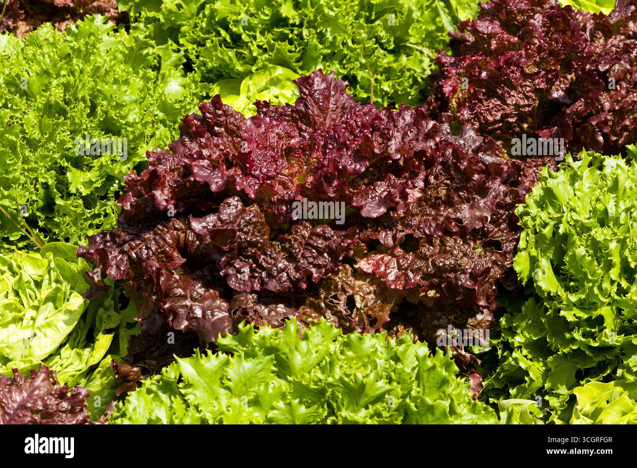 Lollo red hi-res stock photography and images - Alamy