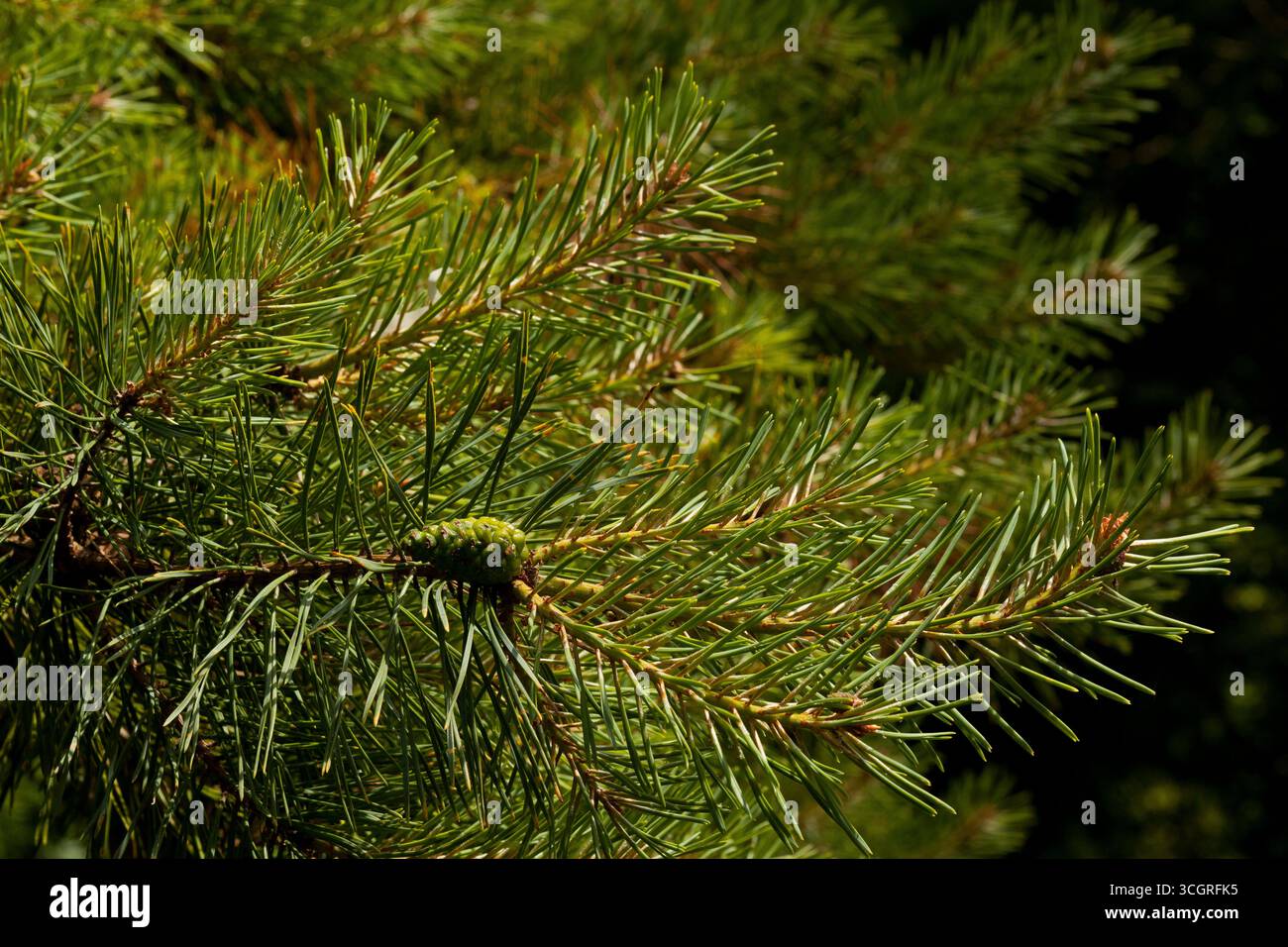 One single fir cone growing on fir tree Stock Photo - Alamy
