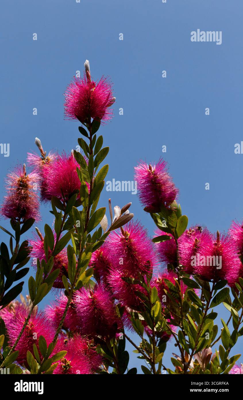 Bottlebrush shrub (Callistemon Stock Photo - Alamy