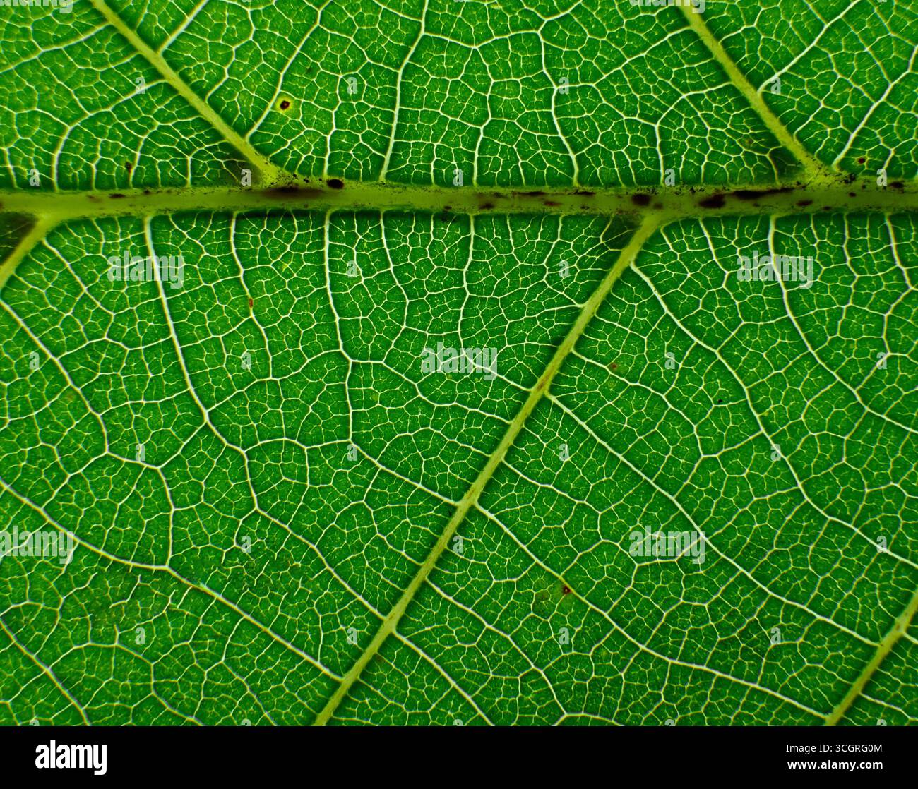 Highlighting veins hi-res stock photography and images - Alamy