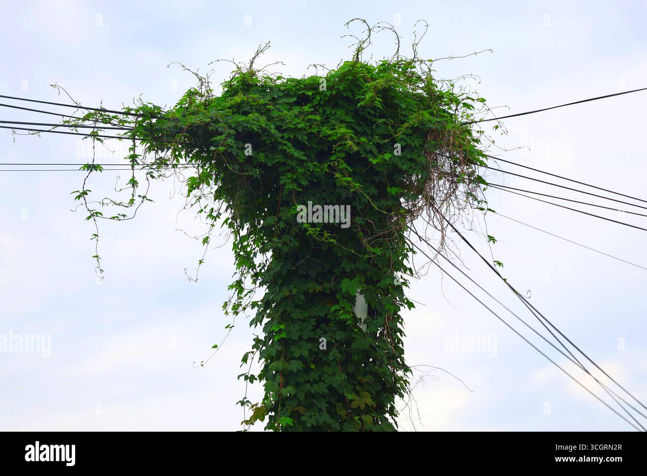Overgrowing utility pole hi-res stock photography and images - Alamy