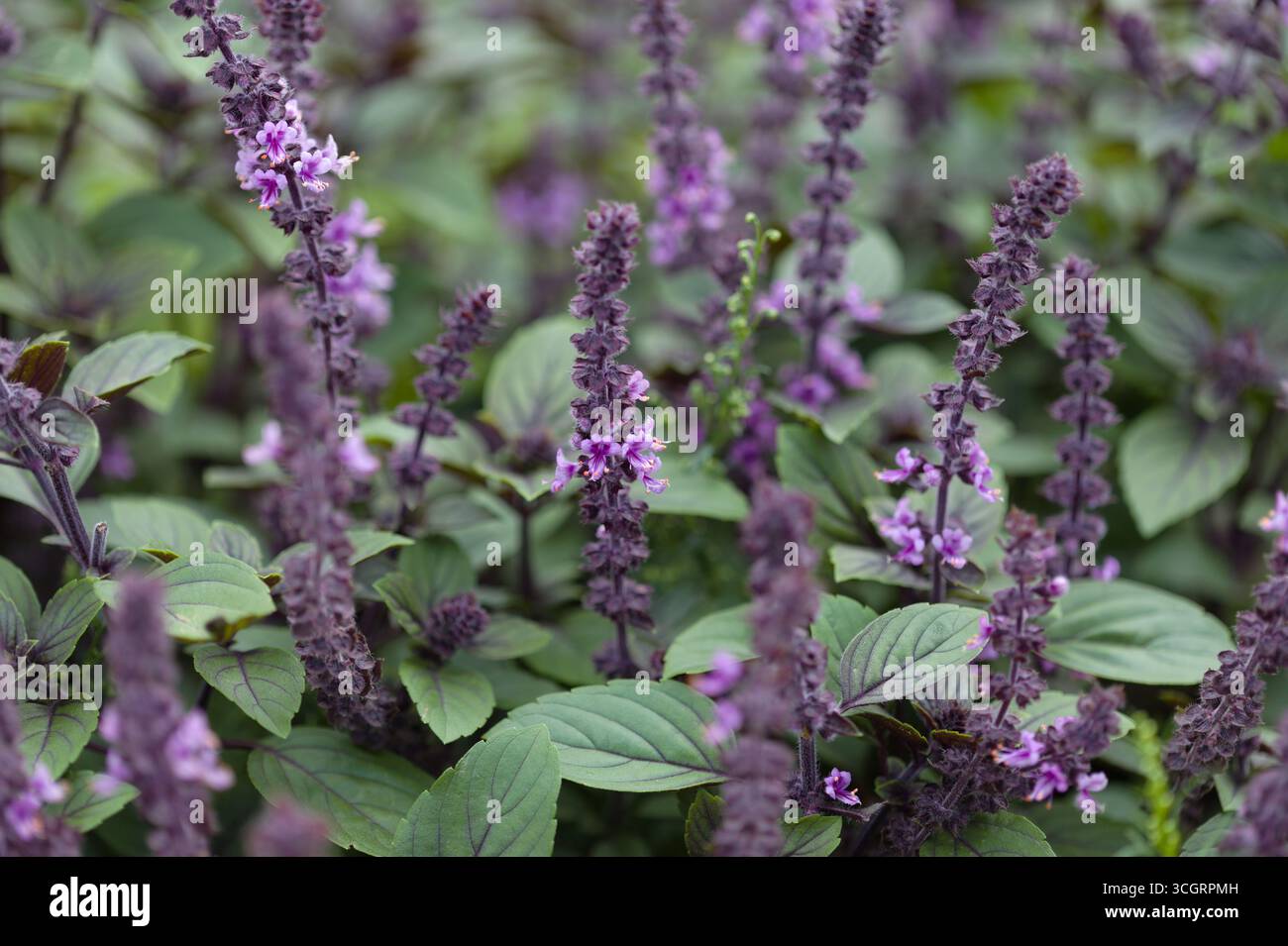 Sweet basil plant species hi-res stock photography and images - Alamy