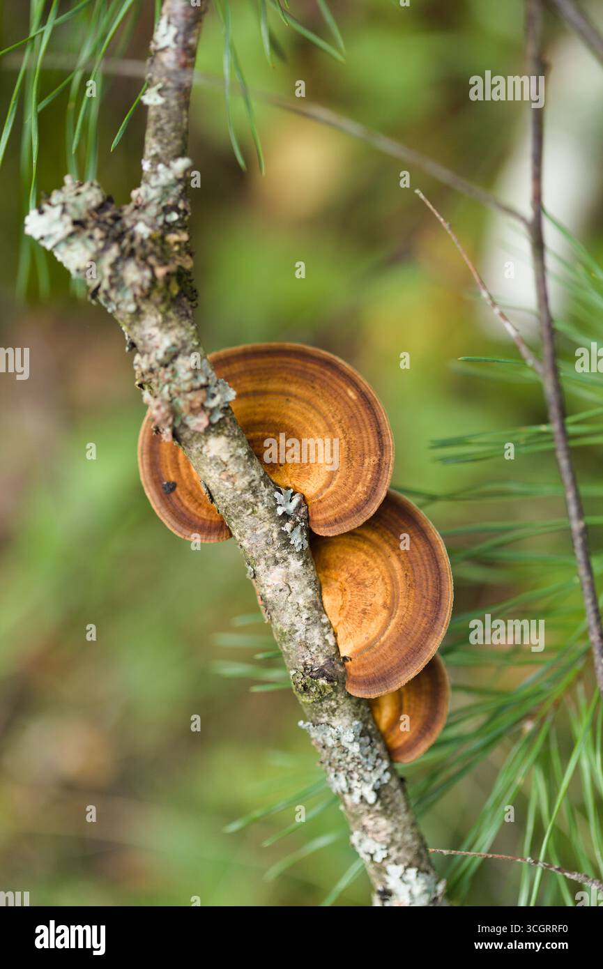 Gloeophyllum sepiarium, the rusty gilled polypore, wood decay fungus on ...
