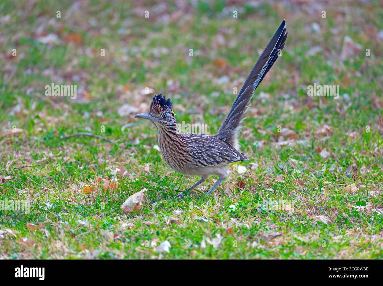 Greater Road Runner in Full Display in Big Bend National Park in Texas ...