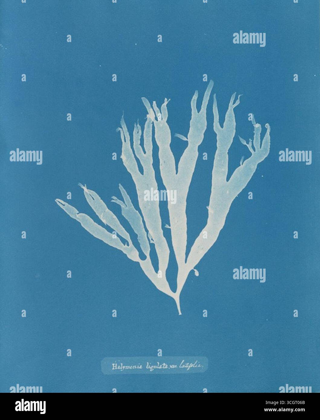 Halymenia ligulata var. laxa. Cyanotype from Photographs of British ...